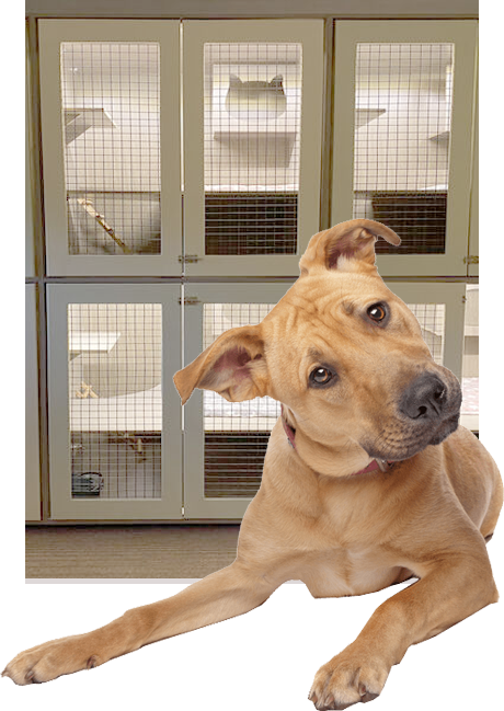 Doggy Daycare | Mutty Paws of NWA | Dog Boarding & Grooming