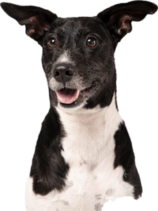 Pet Care Facility | Mutty Paws of NWA | Dog Boarding & More