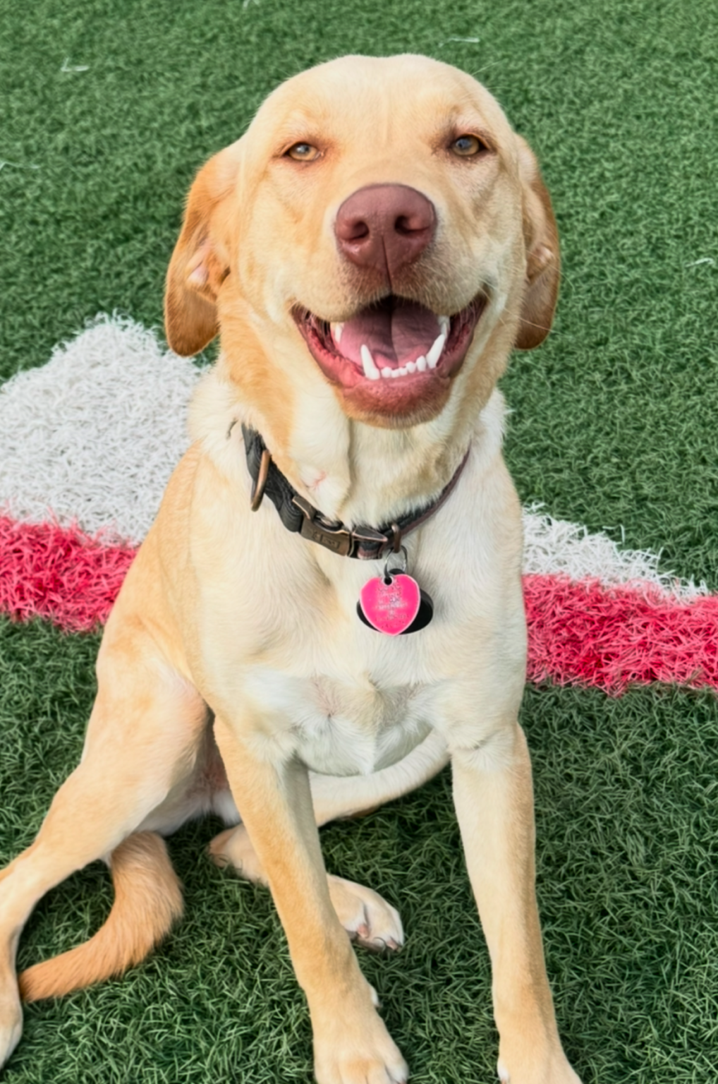 Pet Care Facility | Mutty Paws of NWA | Dog Boarding & More